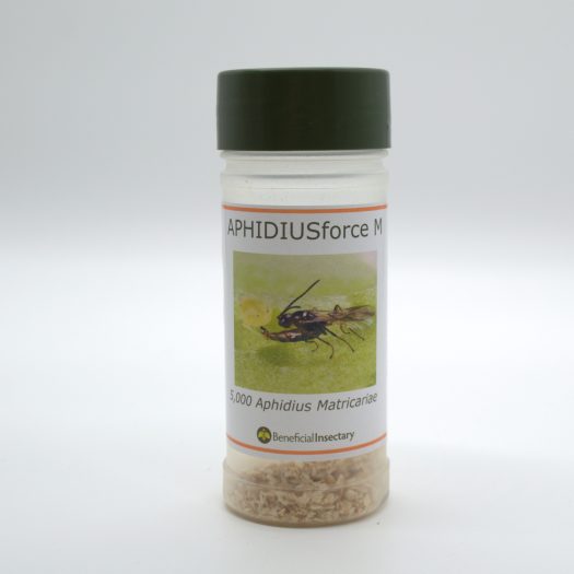 APHID CONTROL | Beneficial Insectary