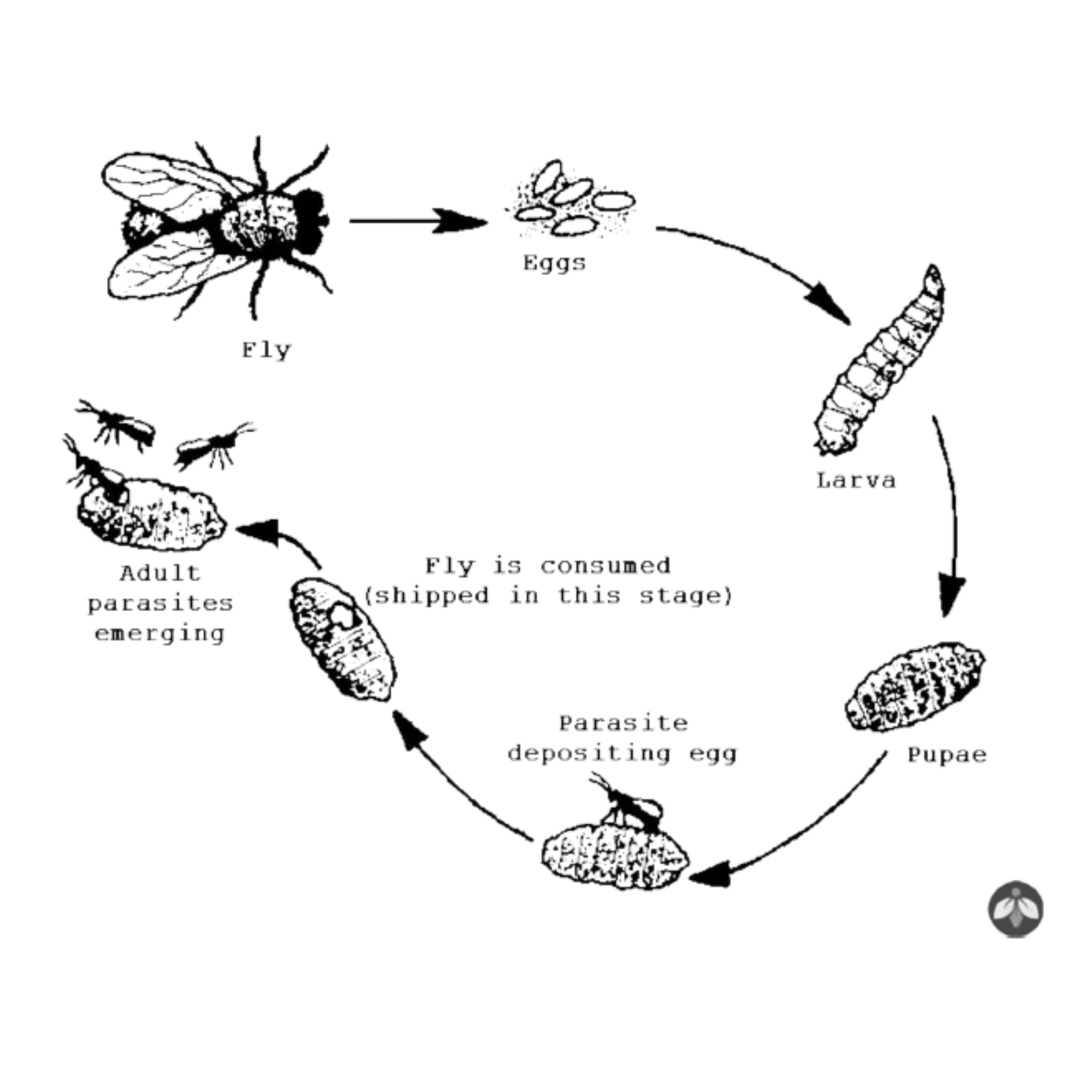 FlyForce | Beneficial Insectary