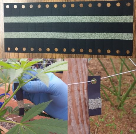 Lacewing Card Instructions | Beneficial Insectary